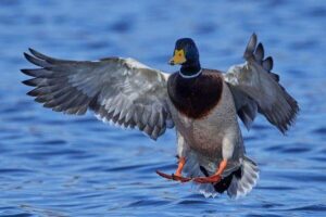 Can Ducks Fly? | How Duck Flight Works According To Science