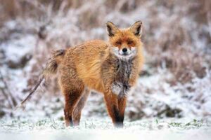 Are Foxes Dangerous & Do They Attack Humans & Pets?