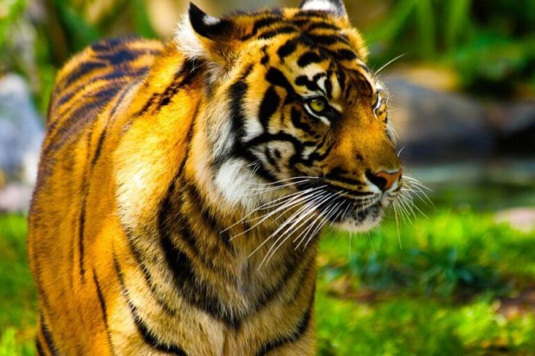 What Animals Eat Wolves? (7 Wolf Predators)