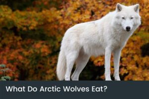 What Do Arctic Wolves Eat? Animals Hunted By The Arctic Wolf