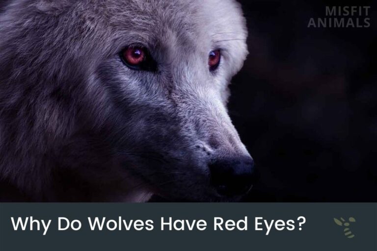 Do Wolves Have Night Vision? (Can They See In The Dark?)