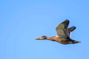 Can Ducks Fly? | How Duck Flight Works According To Science
