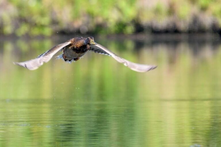 Can Ducks Fly? | How Duck Flight Works According To Science