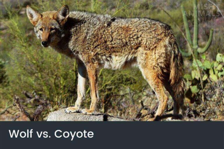 Wolf Vs. Coyote: Differences & Similarities Between Them