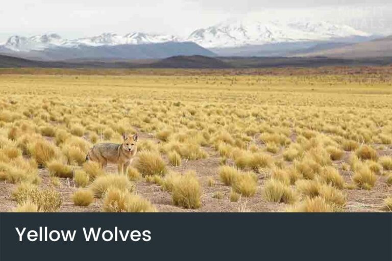Yellow Wolves: Do They Exist? (Species, Images & More)