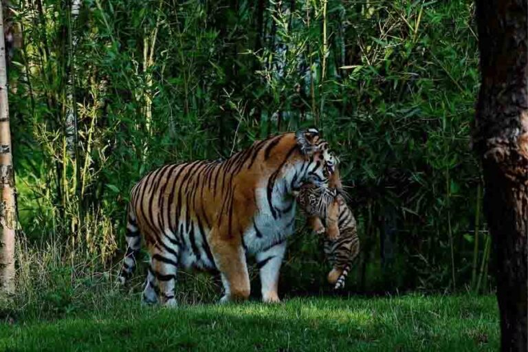 Tiger Vs. Wolf: Difference & Similarities | Who Whould Win?