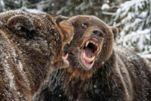 What Eats Bears? (7 Bear Predators) | Misfit Animals