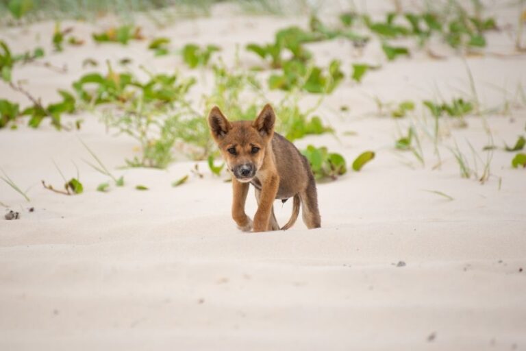 Baby Wolves Facts: What They’re Called, Eat & More