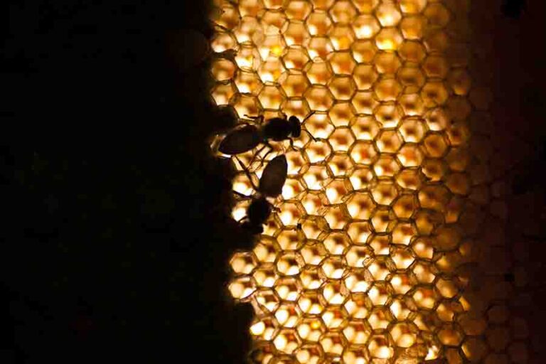 How Do Bees Make Wax & How Do They Use It?