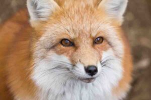 Foxes Eyes: What They Look Like & Their Eyesight