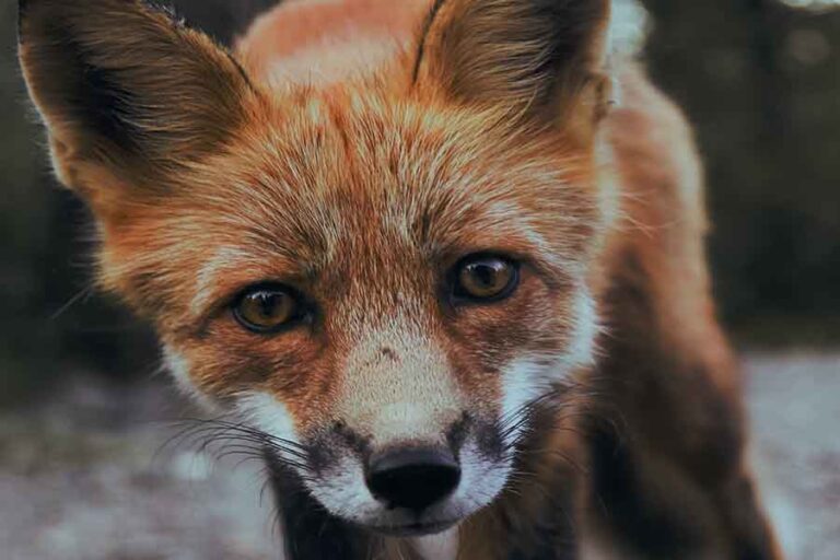 Foxes Eyes: What They Look Like & Their Eyesight