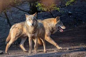 Can Wolves Be Pets? (Why It Is A Bad Idea) | Misfit Animals