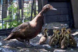 Baby Ducks & How To Raise Them (Guide To Duck Care)