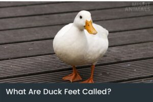 What Are Duck Feet Called? (Ducks Webbed Feet)