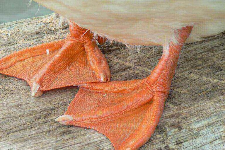 What Are Duck Feet Called Ducks Webbed Feet 
