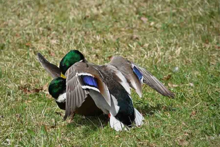 Duck Cost: How Much Is A Duck? (Price To Buy, Feed & Raise)