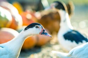 Duck Cost: How Much Is A Duck? (Price To Buy, Feed & Raise)