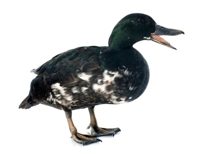 Why Do Ducks Quack? Quacking Duck Communication