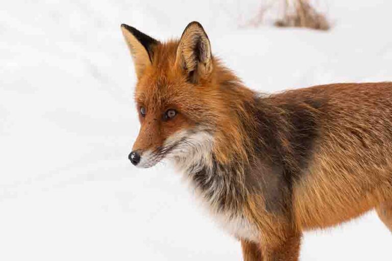 Do Foxes Hibernate? (How They Live & Eat During The Winter)