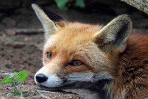 Foxes Eyes: What They Look Like & Their Eyesight