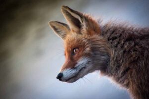 Foxes Eyes: What They Look Like & Their Eyesight