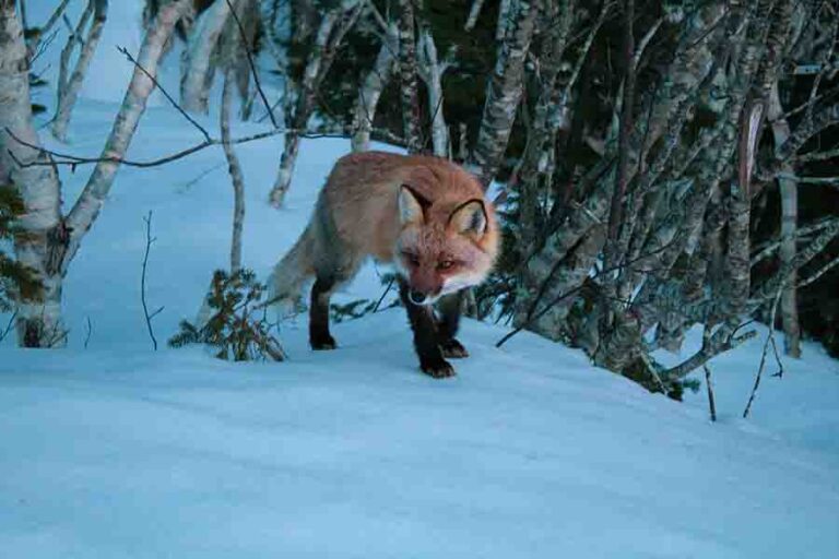Do Foxes Hibernate? (How They Live & Eat During The Winter)