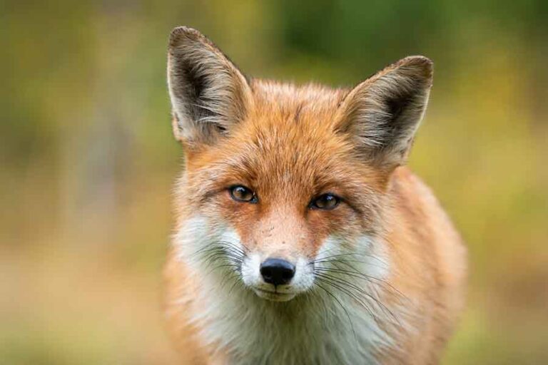 Foxes Eyes: What They Look Like & Their Eyesight