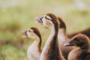 Duck Cost: How Much Is A Duck? (Price To Buy, Feed & Raise)