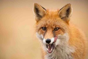 Fox Bites: Treatment & Prevention | Do Foxes Bite Humans?