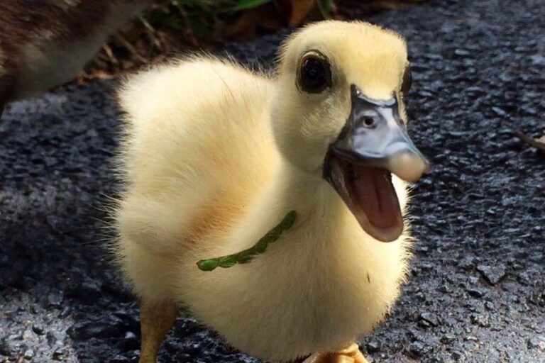 Why Do Ducks Quack? Quacking Duck Communication