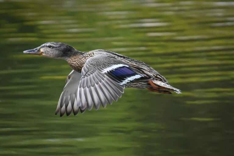 Can Ducks Fly? | How Duck Flight Works According To Science