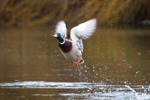 Can Ducks Fly? | How Duck Flight Works According To Science