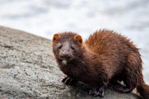 13 Duck Predators: What Animals Eat Ducks? | Misfit Animals