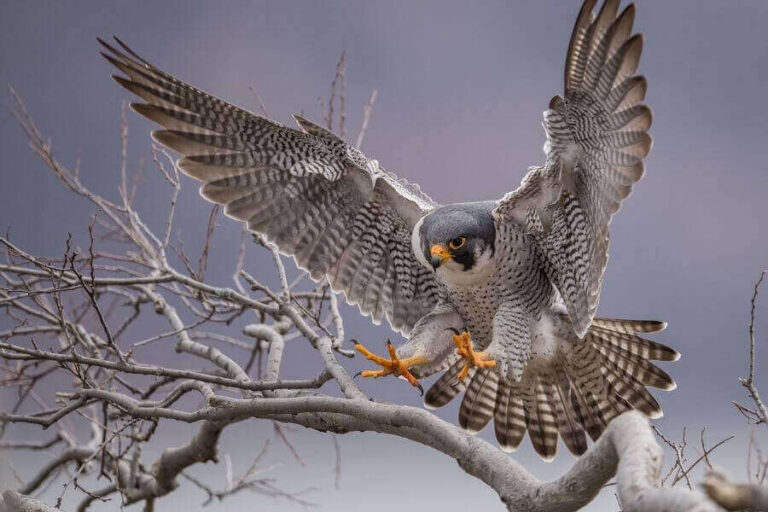 13 Duck Predators: What Animals Eat Ducks? | Misfit Animals