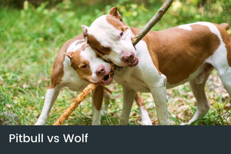 Wolf Bite Force (How Strong Are Wolves Bites?)