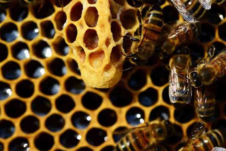 The Queen Bee & Her Role In The Hive | Reproductive Females
