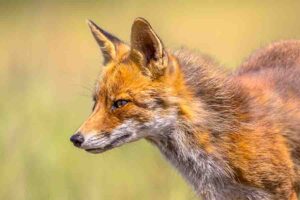 Are Foxes Colorblind? (Can They See Color?)