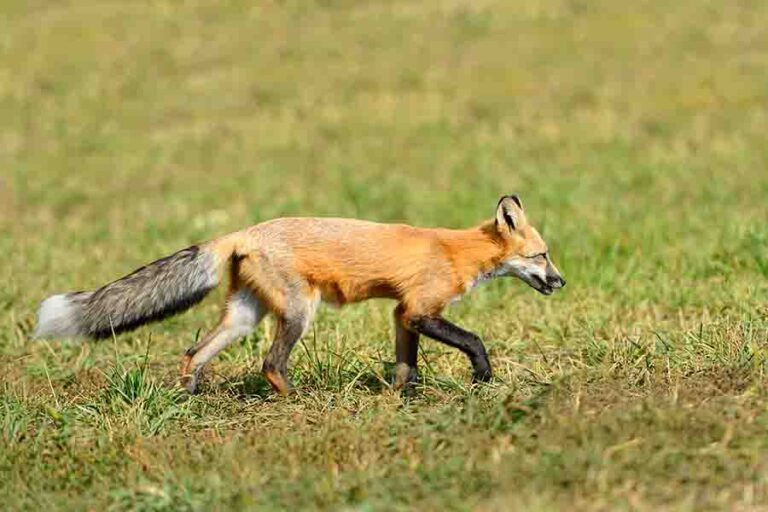 Fox Body Language: How They Communicate With Their Body?