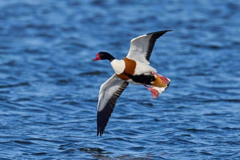 How Do Ducks Float? (The Scientific Explanation)