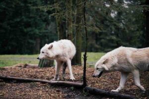 The Beta Wolf & Its Role In The Pack | What Are Beta's?