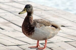 What Are Duck Feet Called? (Ducks Webbed Feet)