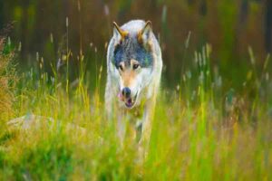 Are Wolves Omnivores, Carnivores, Or Herbivores?