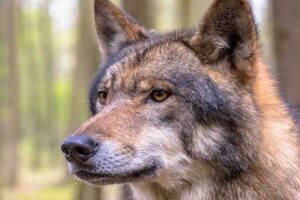 Wolf Eye Colors: Yellow, Green, Blue & Orange