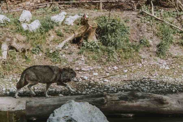 Can Wolves Swim? (Yes, Surprisingly Well) | Sea Wolves