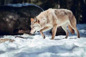 Do Wolves Hibernate? (What Wolves Do In Winter)