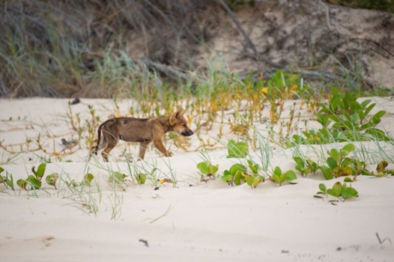 Baby Wolves Facts: What They’re Called, Eat & More