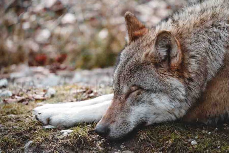 How Do Wolves Sleep & Where? | Intermittent Resting