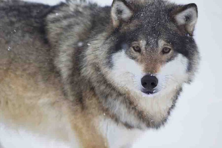 Are Dogs And Wolves The Same Species? (Yes And No)