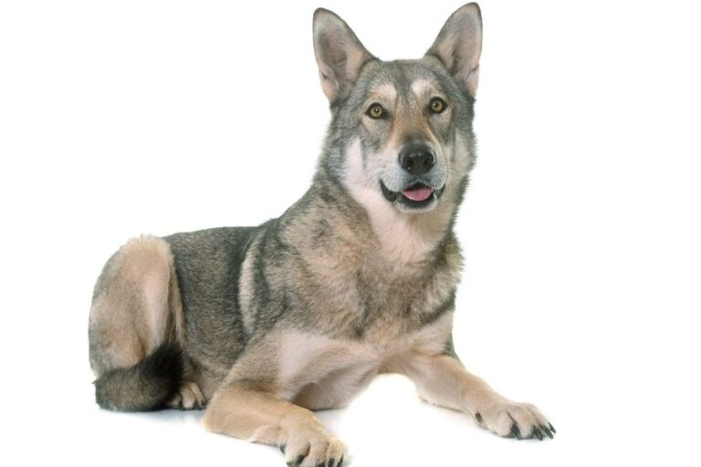 Wolf-Dog Hybrids: Can Wolves And Dogs Mate?