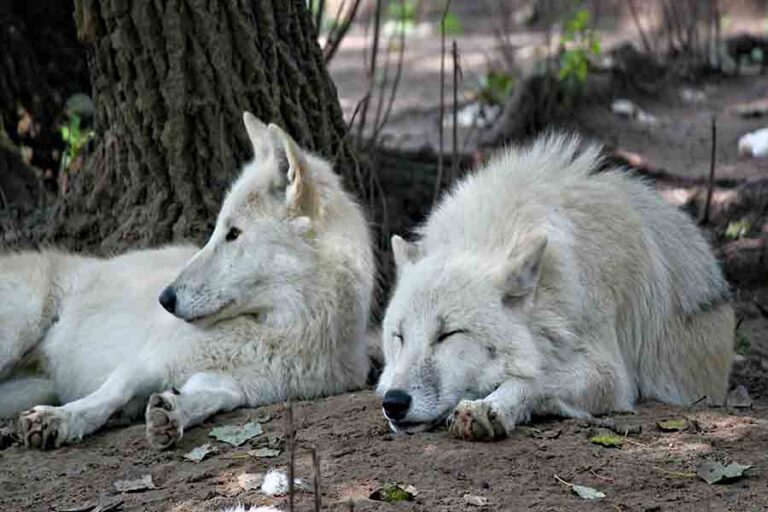 How Do Wolves Sleep & Where? | Intermittent Resting